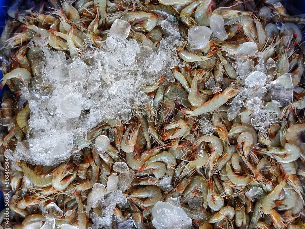 Lots of Indian white shrimp with ice cube pile of white shrimp in ...