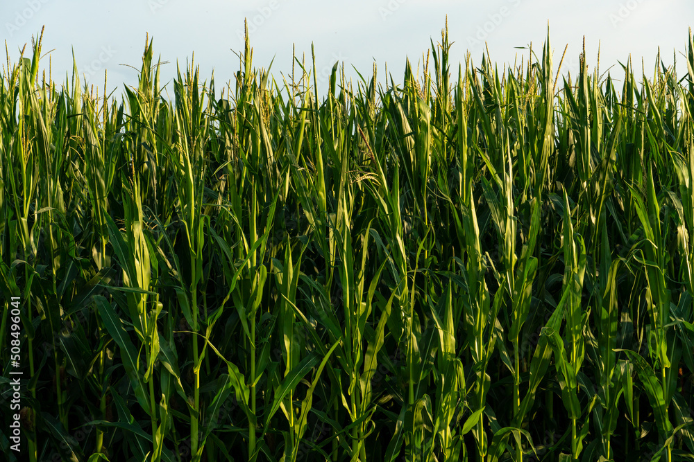 Corn field in an ecologically clean area. Tall green corn stalks close ...