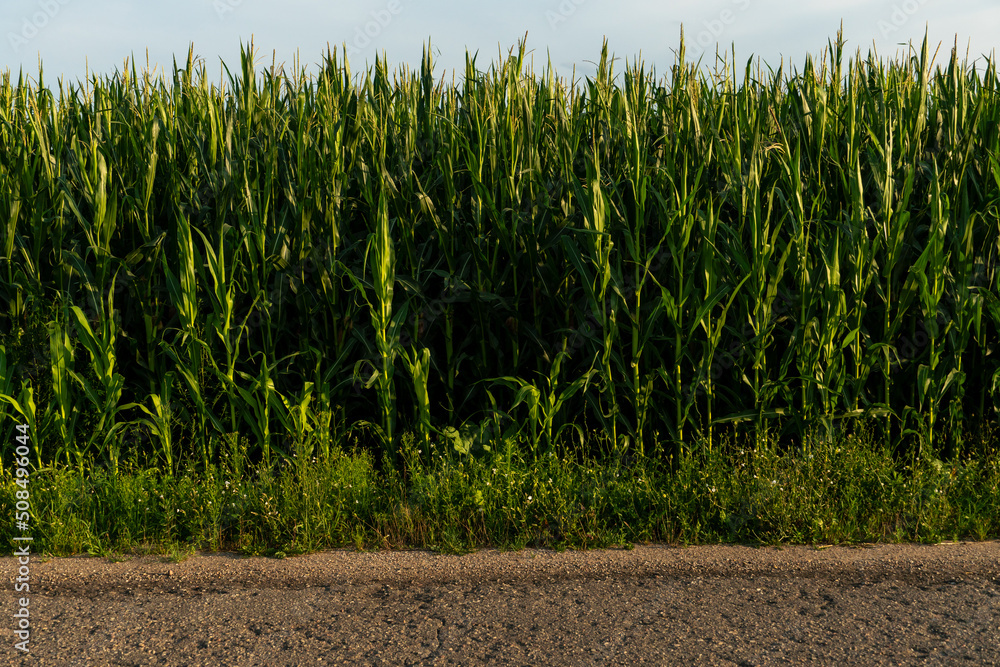 Corn field in an ecologically clean area. Tall green corn stalks close ...