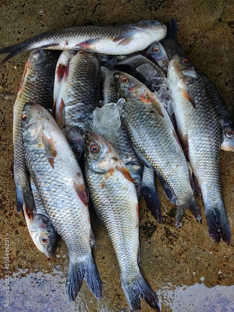 Big pile of freshly harvested rohu fish with ice in Indian fish market ...
