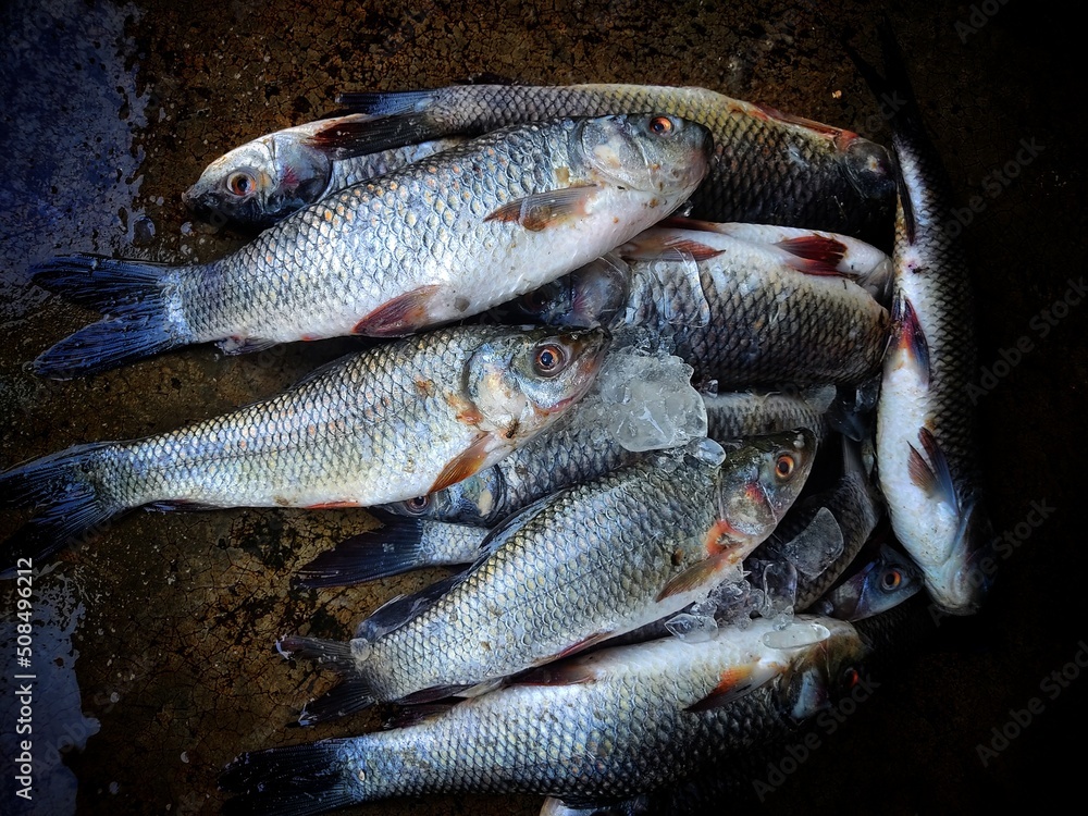 Big pile of freshly harvested rohu fish with ice in Indian fish market ...