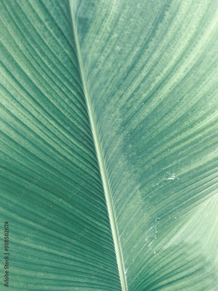 Leaves with many ridges have unique leaves. Stock Photo | Adobe Stock