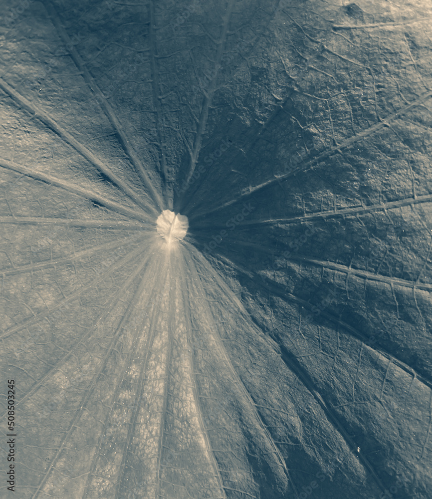 Leaves with many ridges have unique leaves. Stock Photo | Adobe Stock