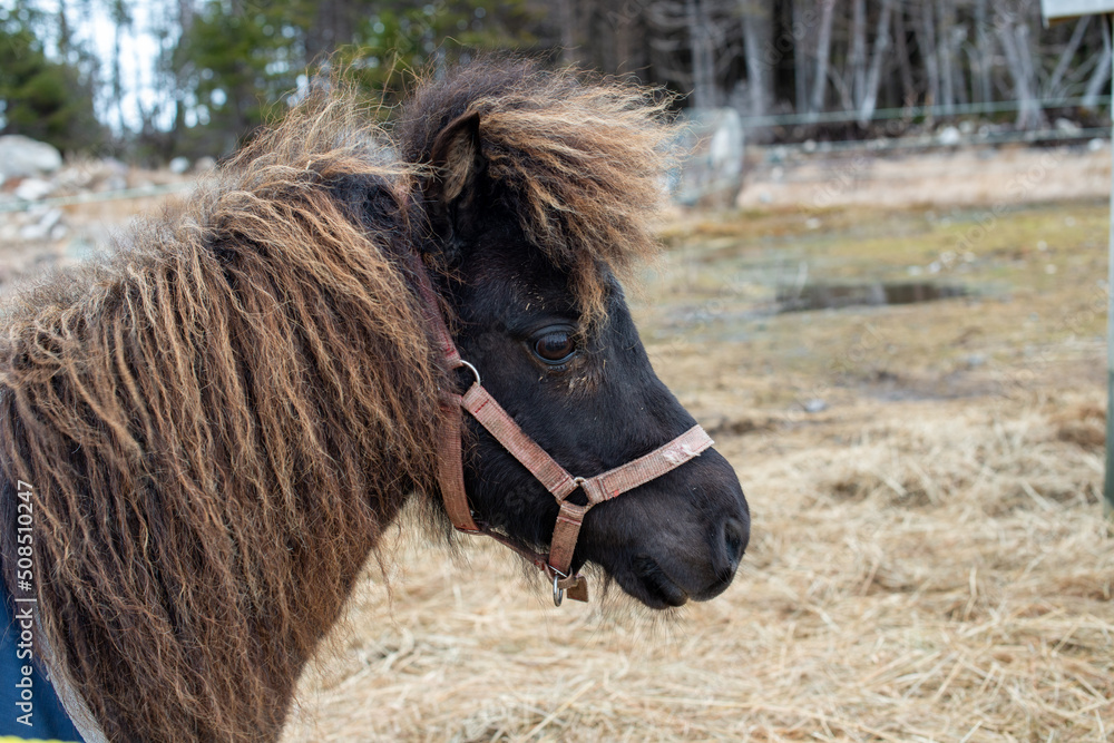 A small brown miniature pony with a blue bridle on its head. The horse ...