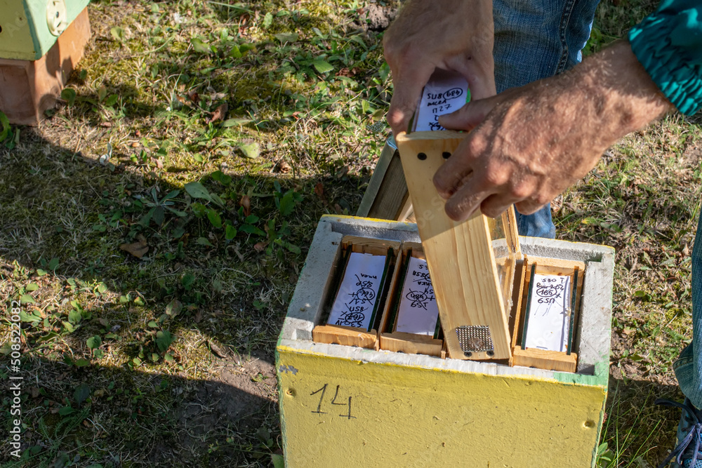 Beekeeper pulls out glass nucleus from hive. beekeeper looks at bee in ...