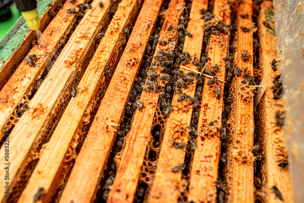 Open hive with plates from varoa mites. Diseases of bees and their ...