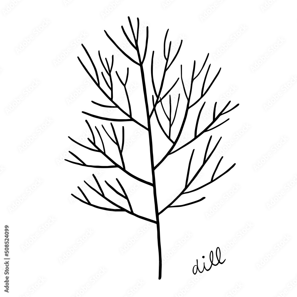 Poster Dill outline sketch in black isolated – Wall Art | UkPosters
