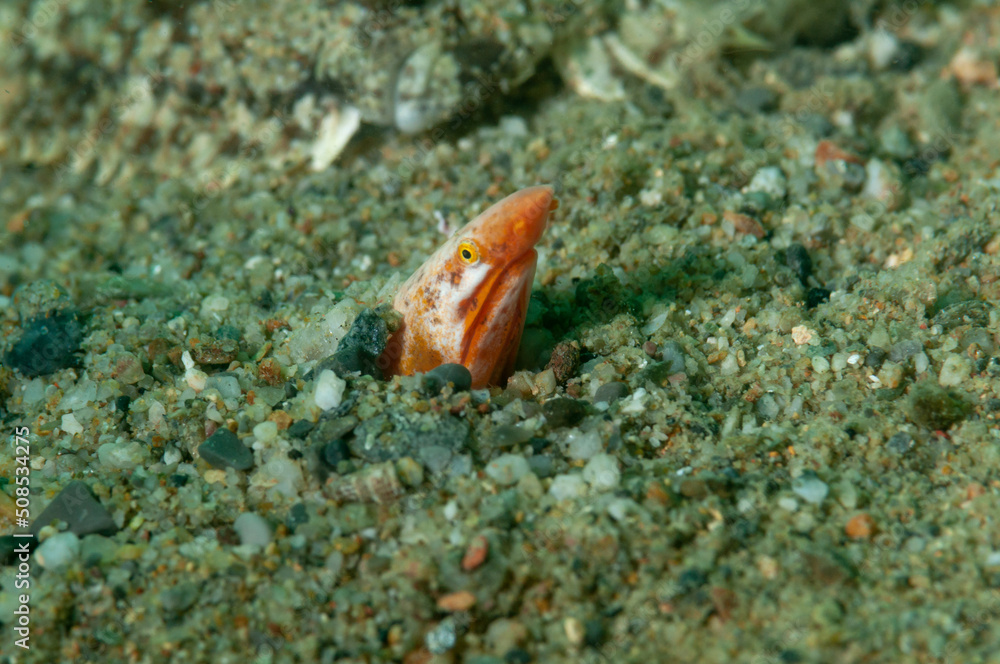 Testa di biscia di mare nuda, Apterichtus caecus, nascosta sotto la ...