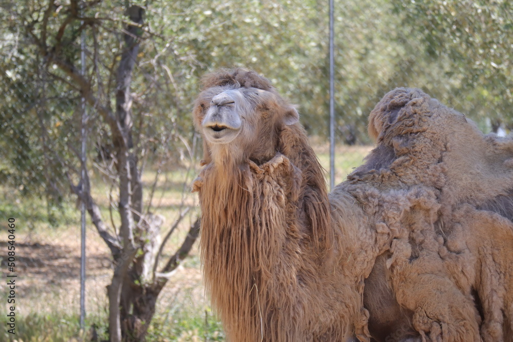 Camel (Scientific Name: Camelus Bactrianus) is a mammal of the Camelid ...