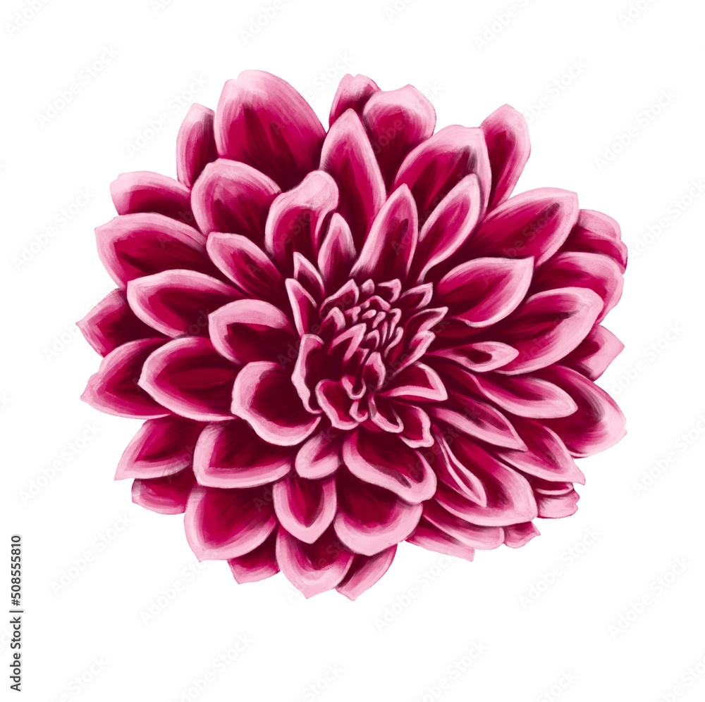 drawing flower of dahlia isolated at white background , hand drawn ...