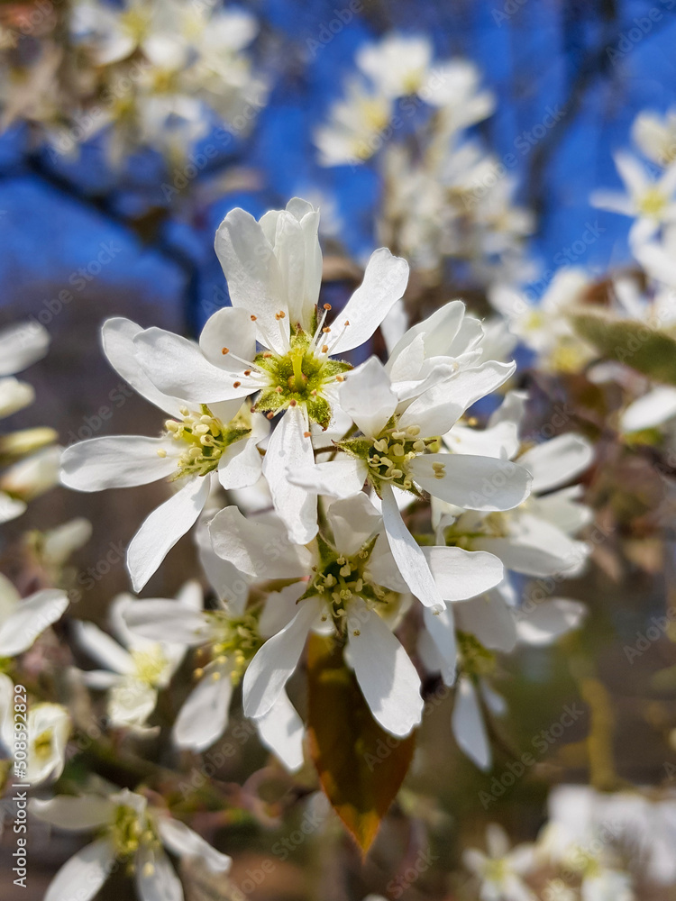 juneberry also snowy mespilus (in german Kupfer-Felsenbirne also ...