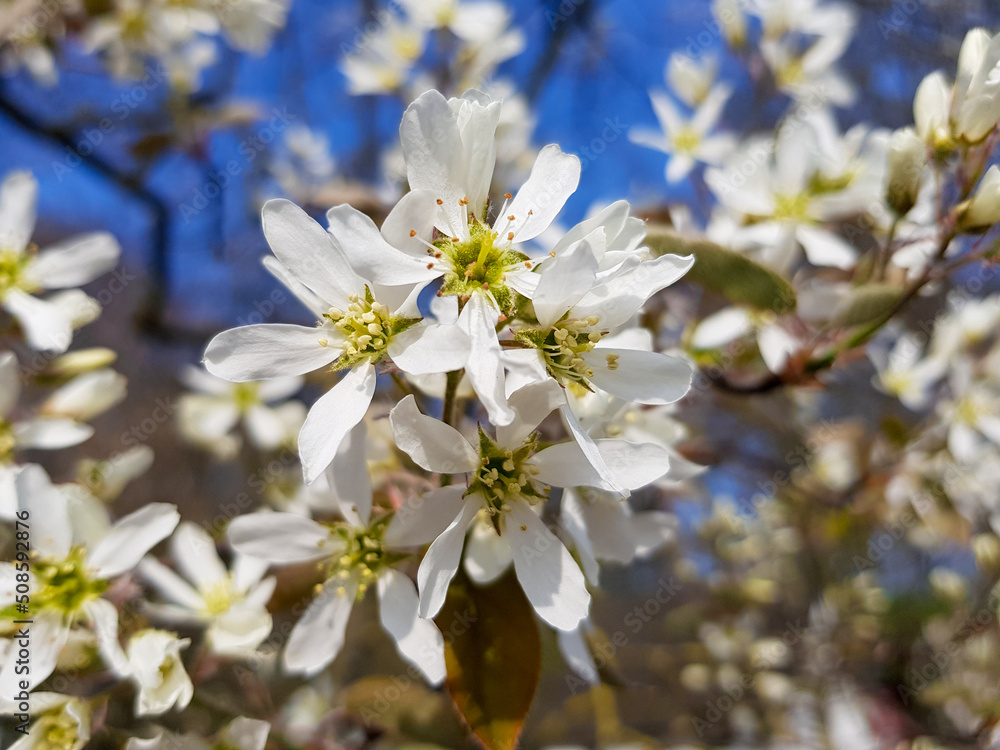 Leicht perlig слив фото