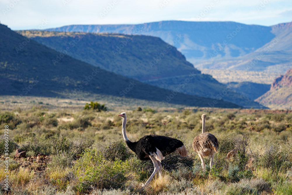 Ostrich (struthio camelus) male and female in typical habitat. Karoo ...