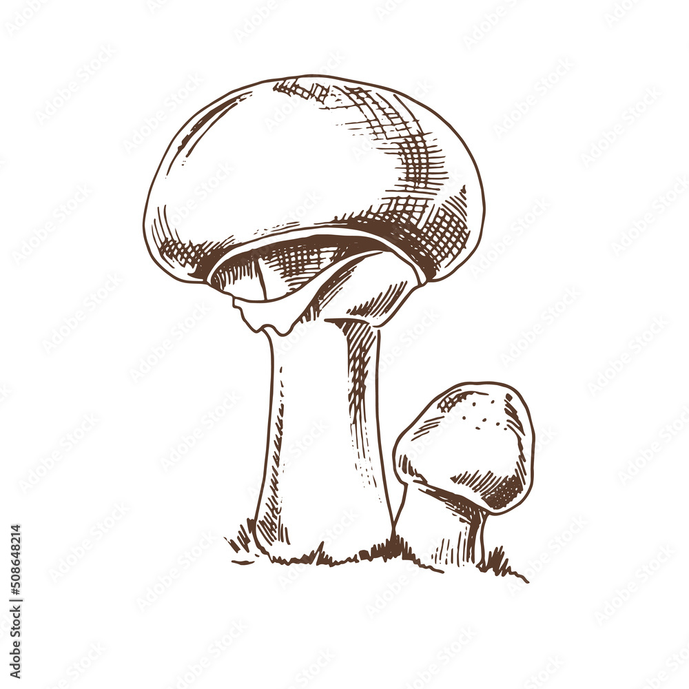 Outline Illustration of forest .champignon mushrooms. Vector sketch ...