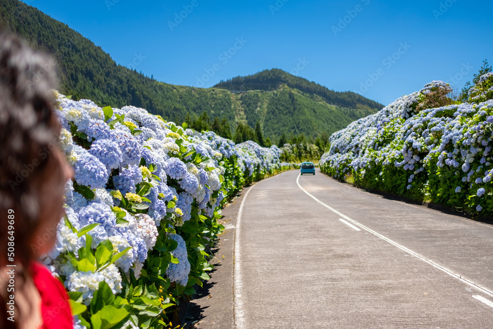 Flowery road with beautiful hydrangea flowers at roadside in Seven ...
