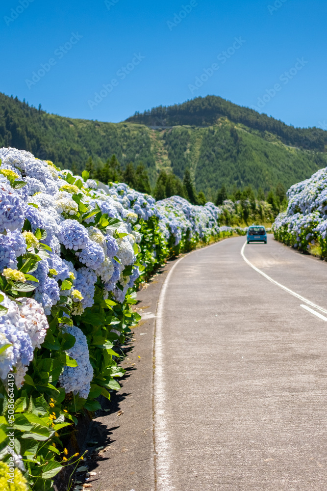 Azores, flowery road with beautiful hydrangea flowers on the side of ...