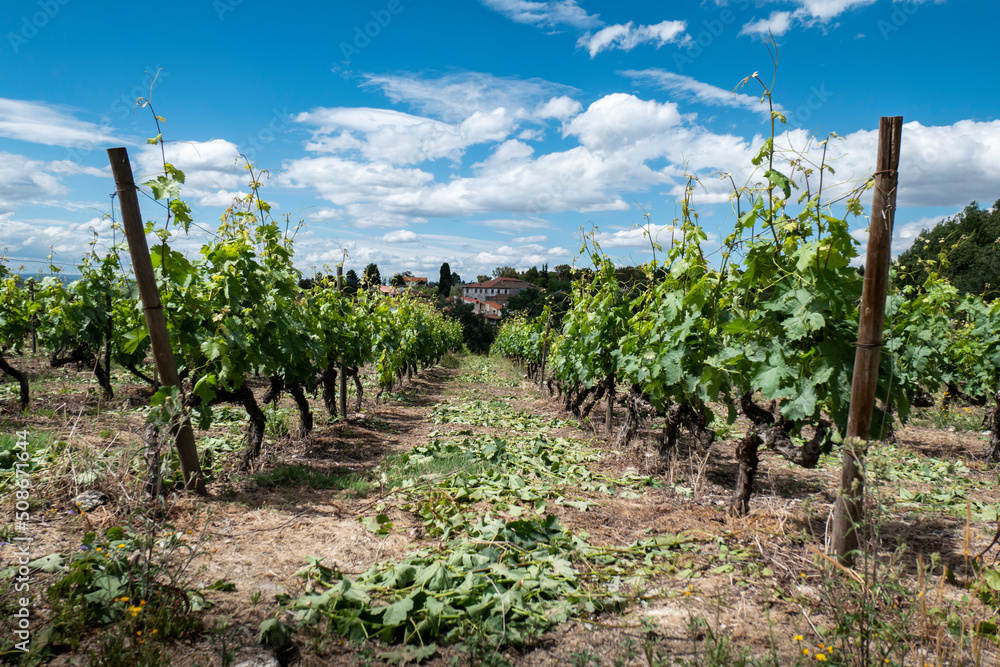 Vinha em fase de crescimento com muitas folhas no chão após retiradas ...