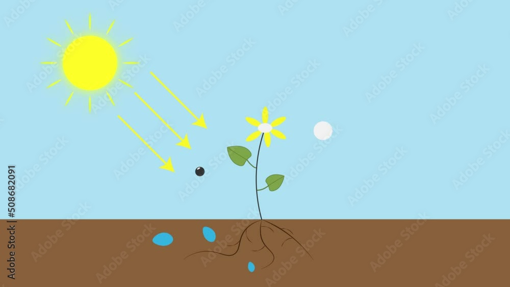 Photosynthesis animation shows how plants use water and carbon dioxide ...