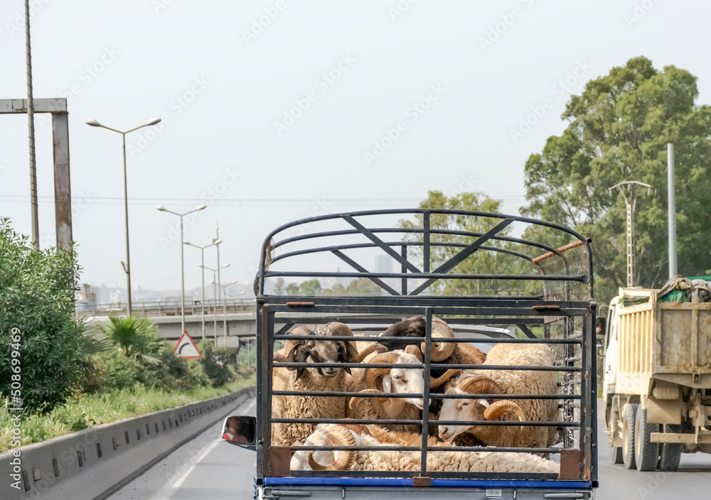 Mini truck carrying big sheep with large sinuous horns on the highway ...