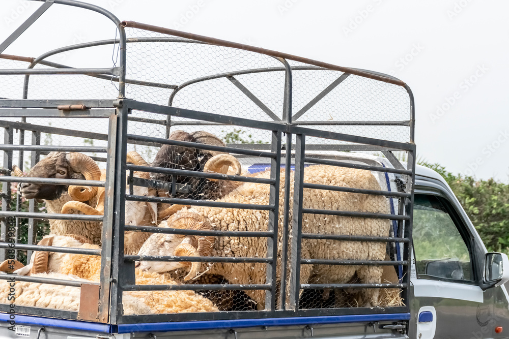 Mini truck carrying big sheep with large sinuous horns on the highway ...