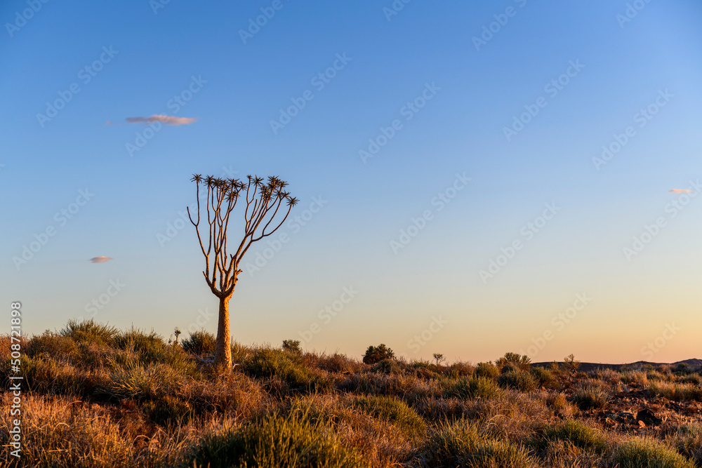 Beautiful view of the African bush. African landscape with trees ...