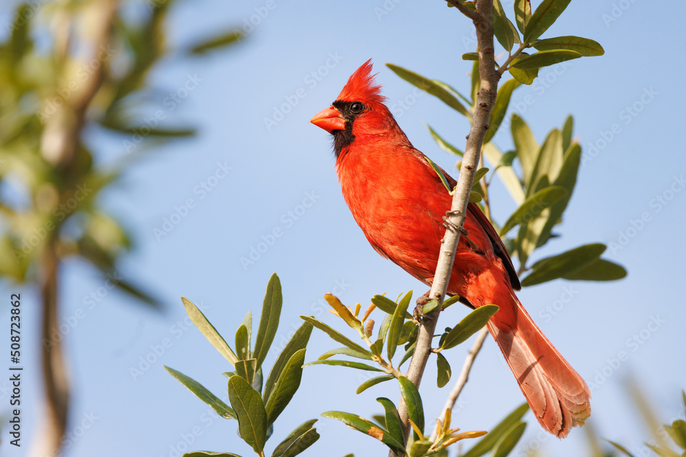 Northern cardinal (Cardinalis cardinalis) on a branch in Sarasota ...