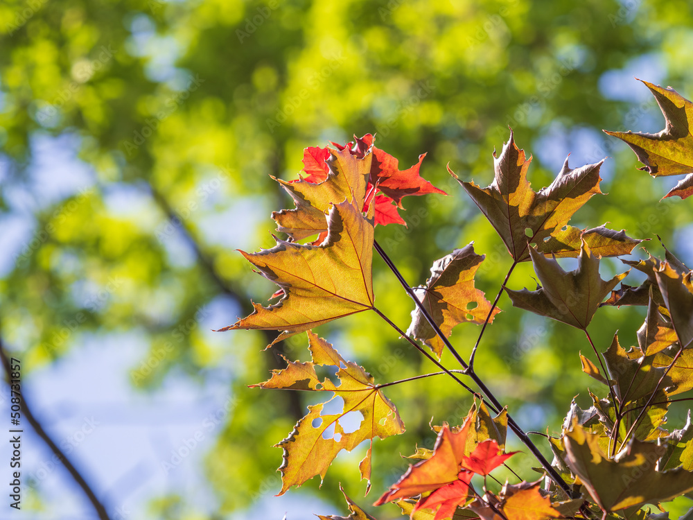 Tree branch with dark red leaves, Acer platanoides, the Norway maple ...