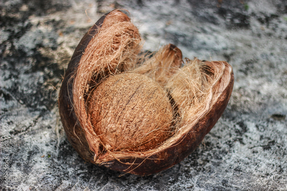Coconut Shell with Exocarp | the edible fruit of the coconut palm ...