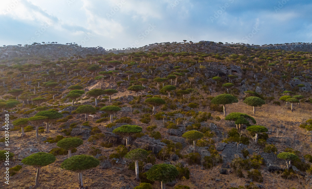 Dragon Blood Tree forest on the island of Socotra in Yemen Stock Photo ...