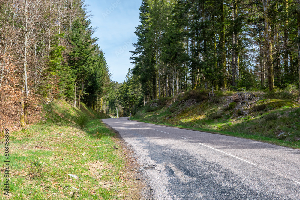 Route forestière traversant une forêt de sapins dans les montagnes des ...