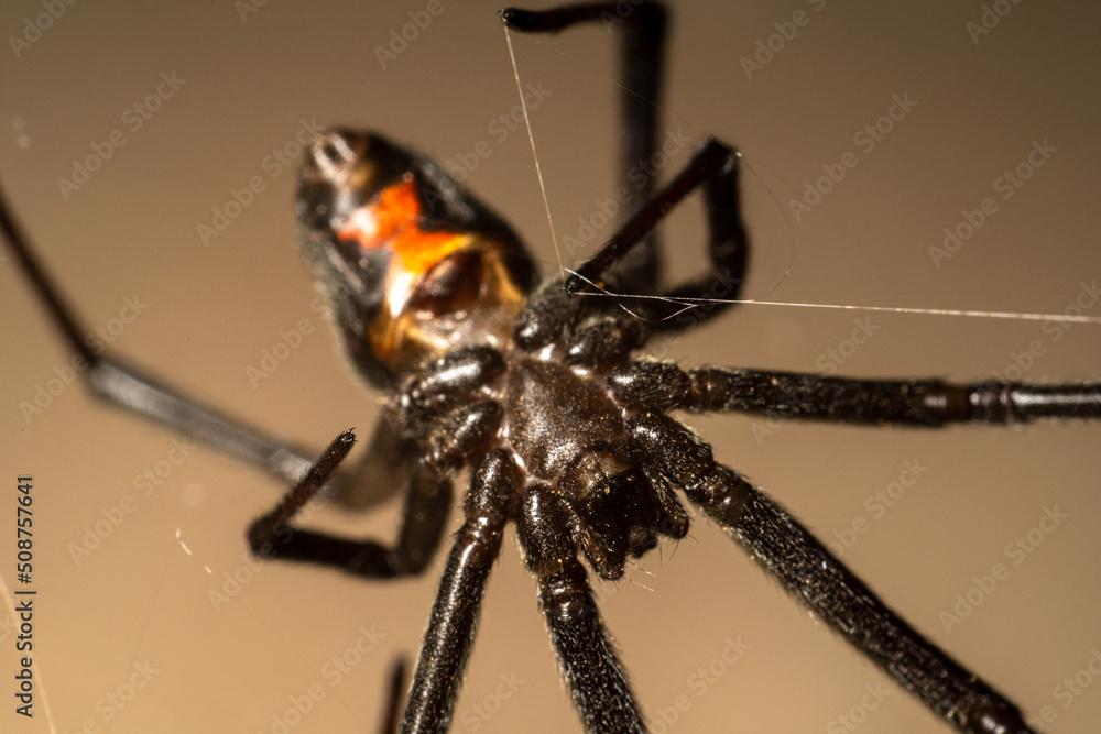 Black Widow Spider Red Hourglass Scary Critter Web Predator Stock Photo ...