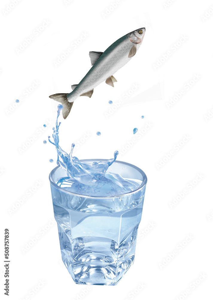fera de léman, poisson, sauter, évasion, pêche, eau, en verre, boire ...