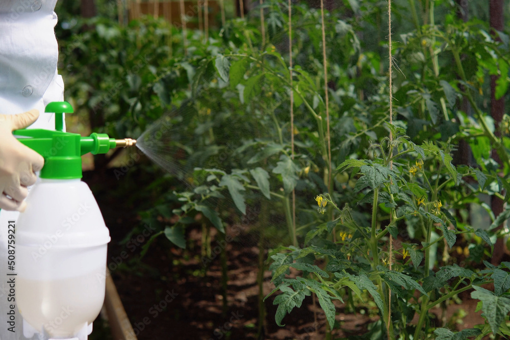 sprayer covers tomato drops with complex preparation against pests and ...