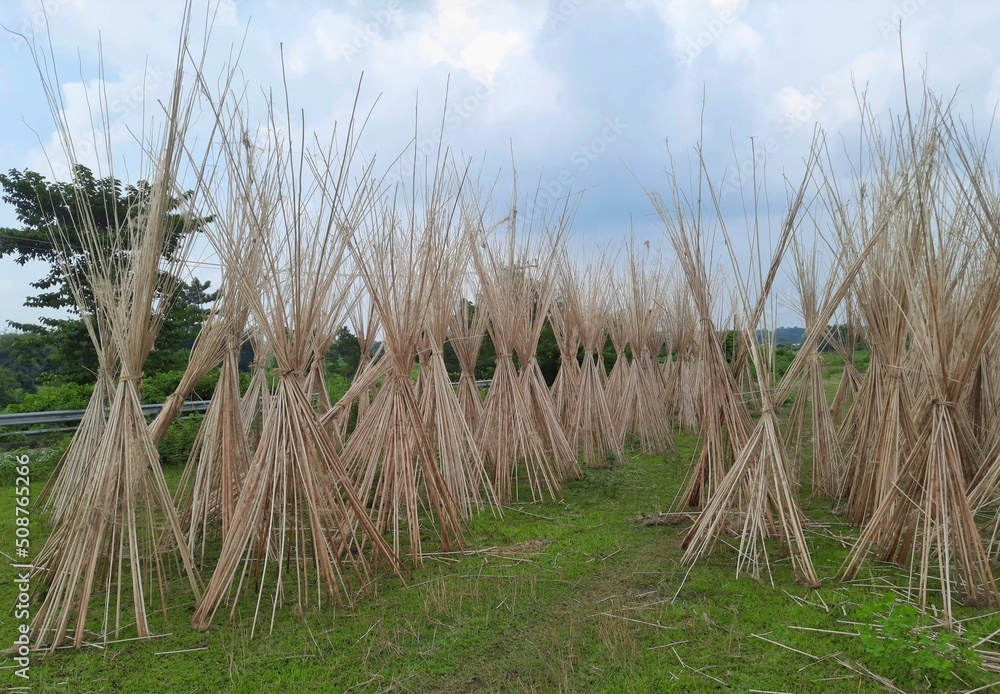 Jute stalks laid for sun drying. Jute cultivation in Assam, India. Dry ...