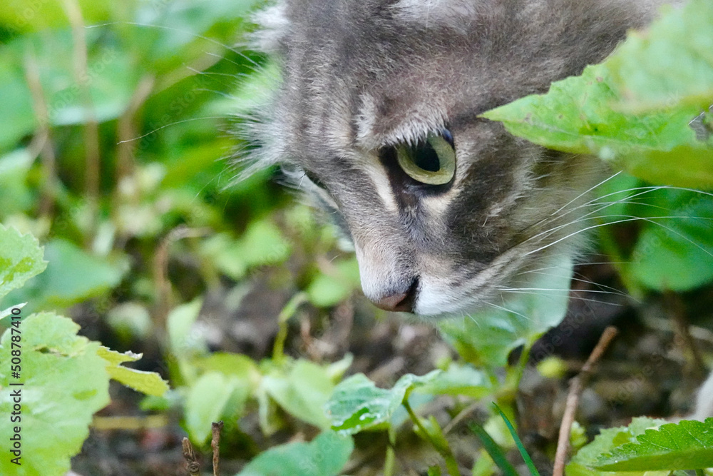 Turkish grey street cat, gorgous green eyes. Stock Photo | Adobe Stock
