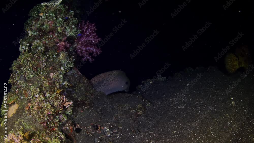 A giant Moray eel and a couple of groupers hunting in the night at the ...