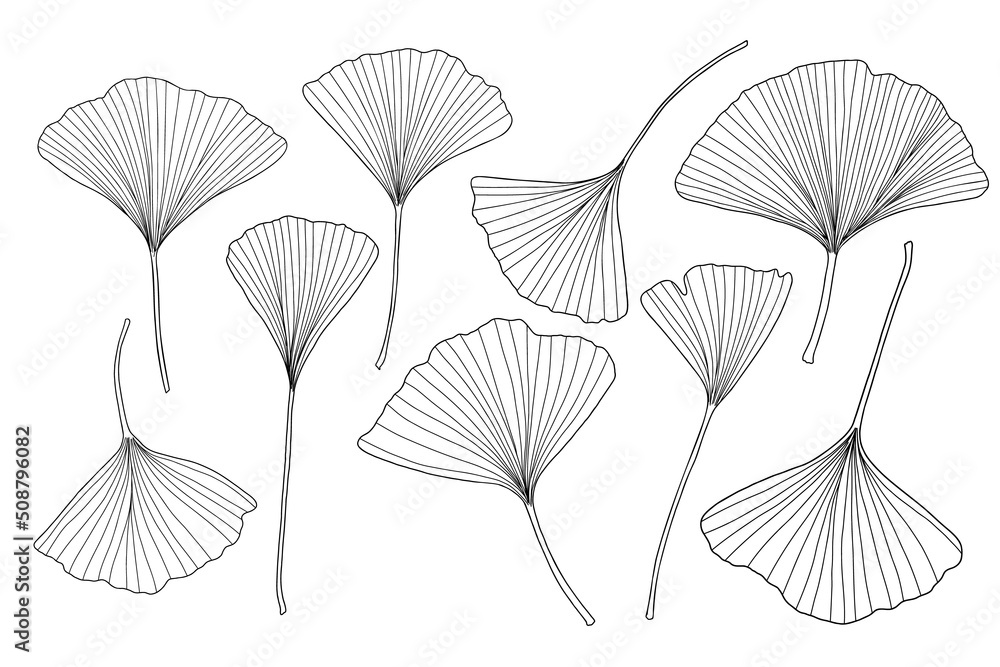 Fresh ginkgo leaves set black and white outline hand drawn vector ...