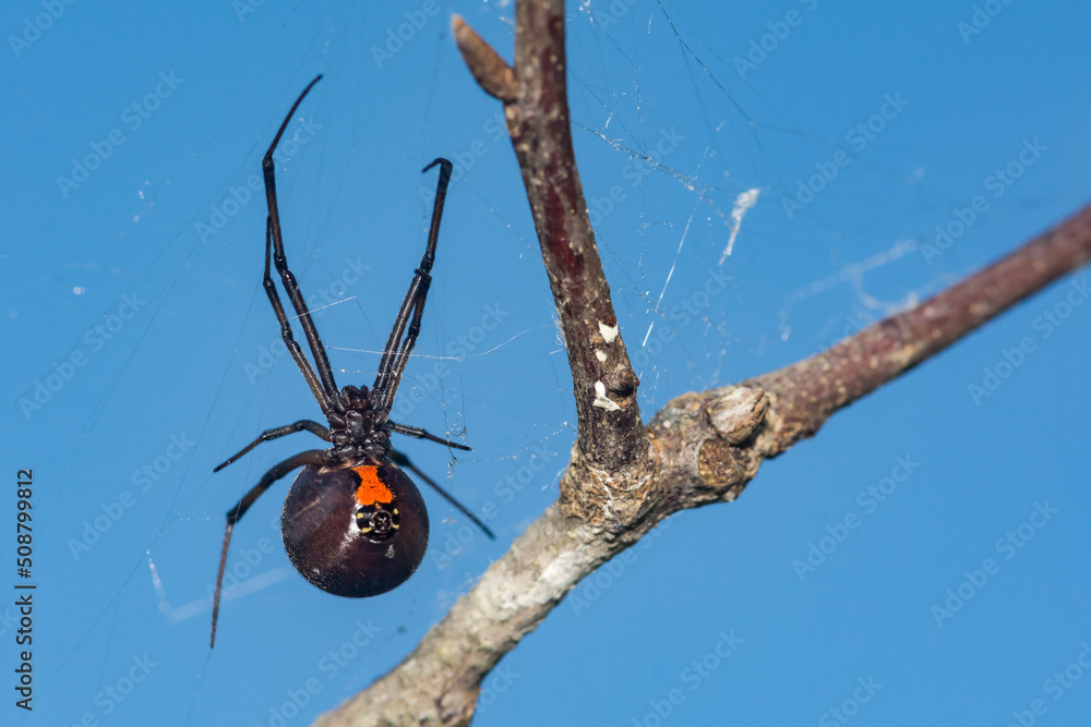 Southern Black Widow Spider - Latrodectus mactans Stock Photo | Adobe Stock