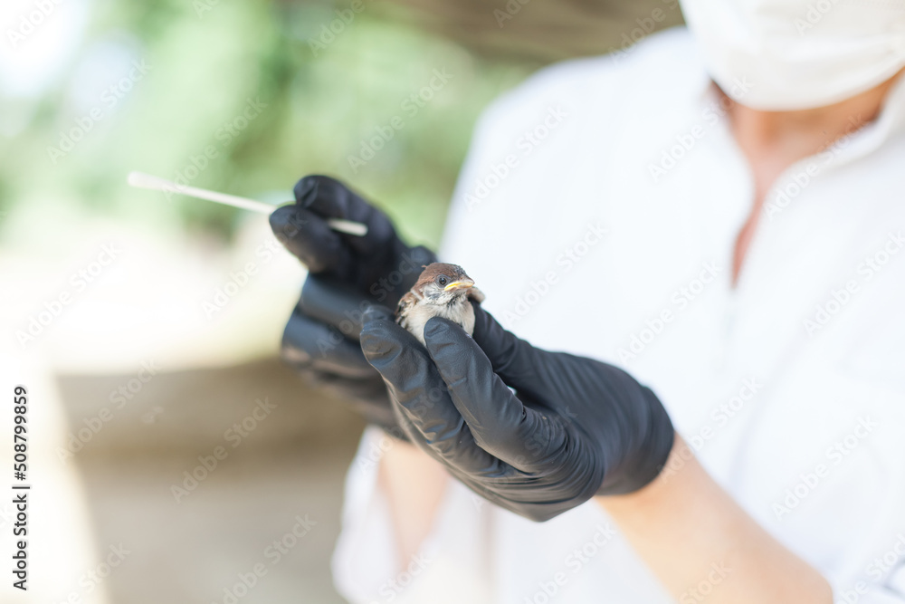 The veterinarian takes tests from a small wild bird. Diseases of wild ...