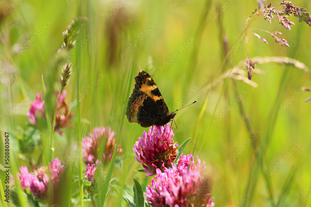 butterfly on a flower. Beautiful butterfly collecting pollen from a ...