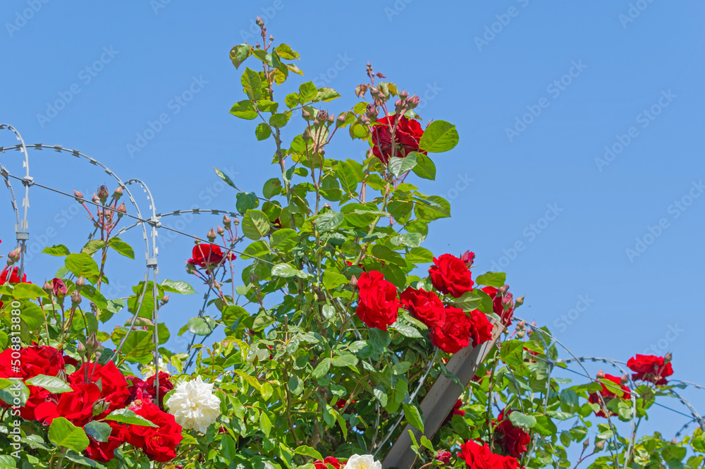 roses and barbed wire Stock Photo | Adobe Stock