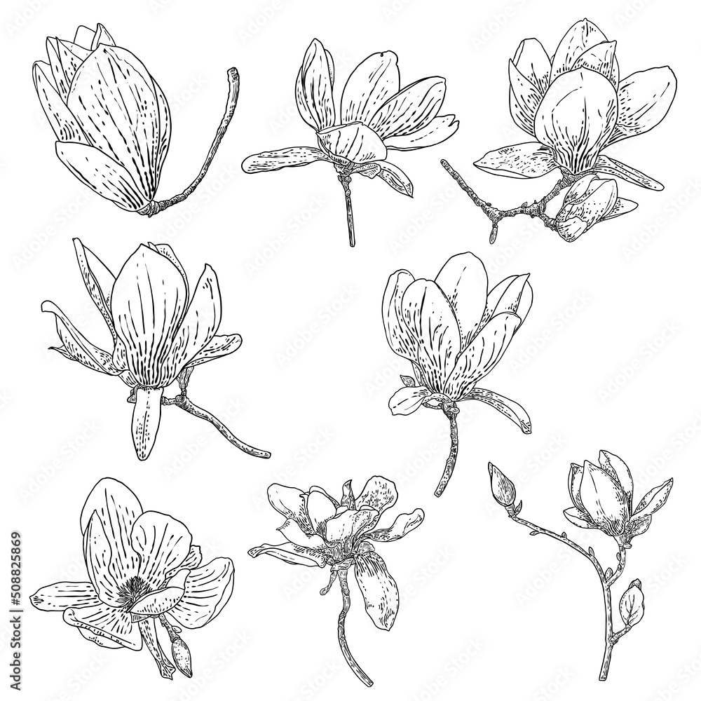 Magnolia flower drawings set. Sketch of floral botany twigs from real ...