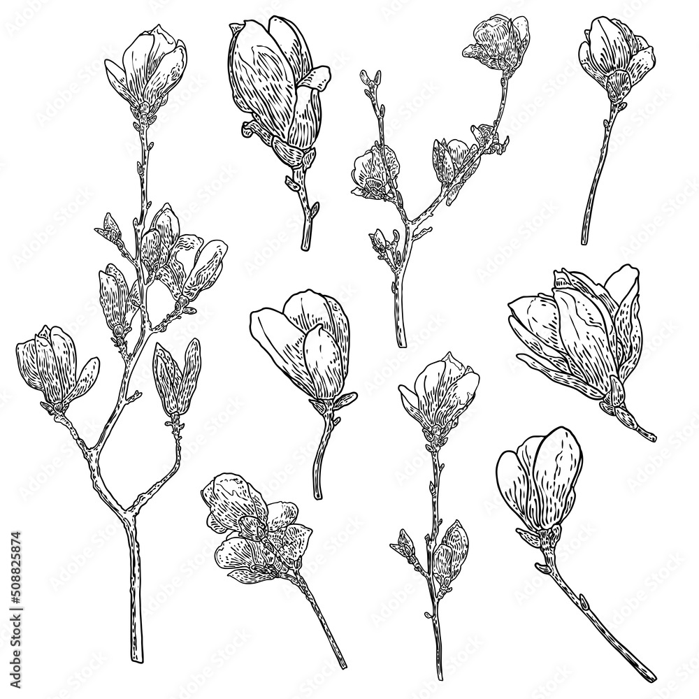 Magnolia flower drawings set. Sketch of floral botany twigs from real ...