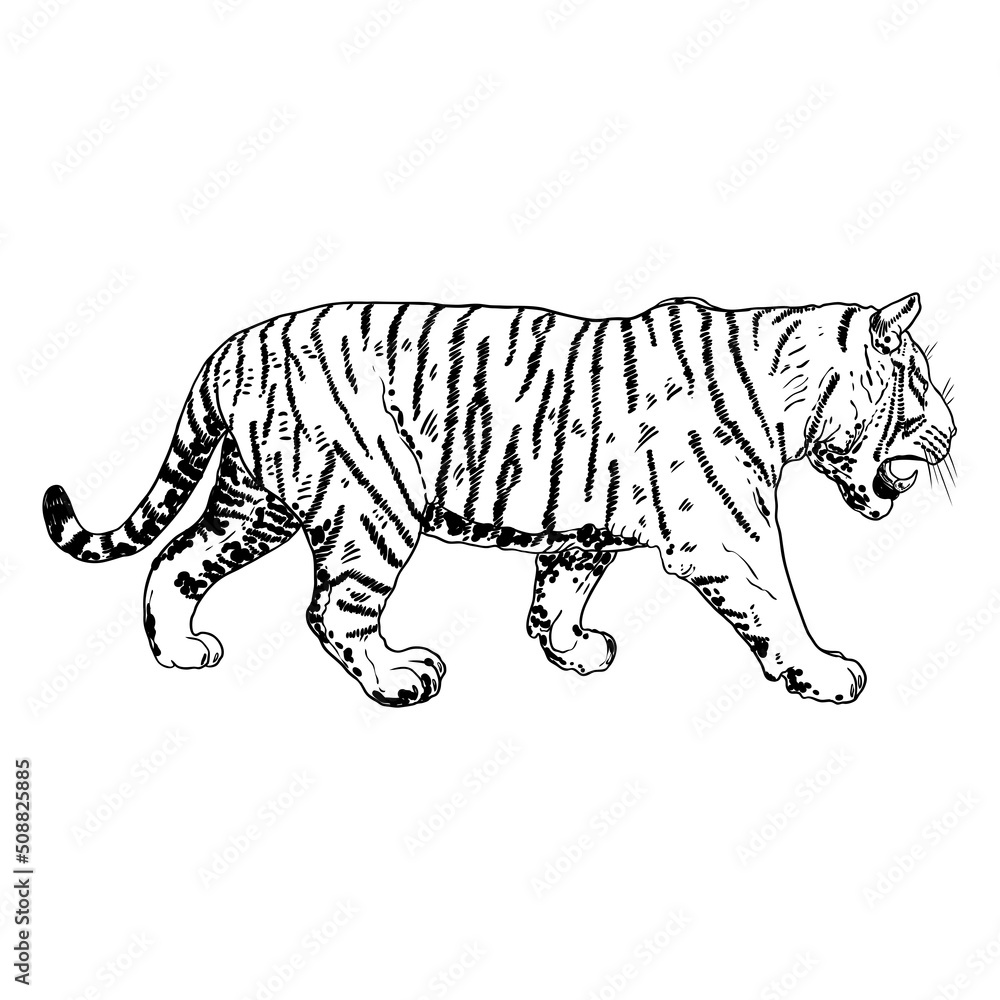 Tiger roaring drawing on white background. Illustration of angry ...
