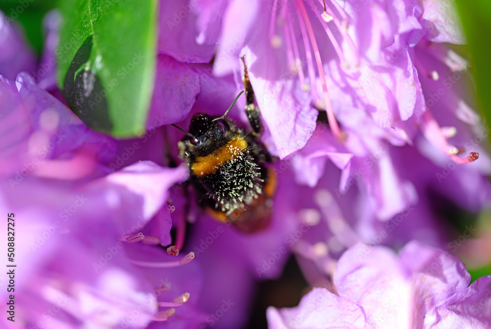 A bumblebee pollinating a pink flower. The bee has pollen on its back ...