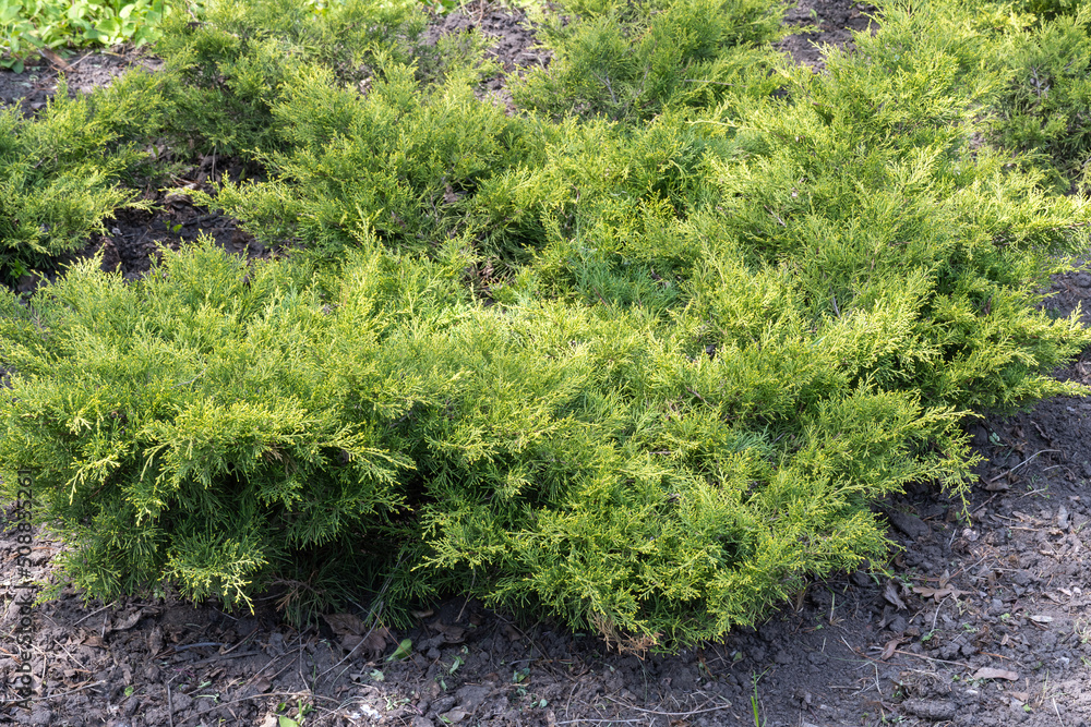 Green branches growing juniper horizontal. Juniperus horizontalis from ...