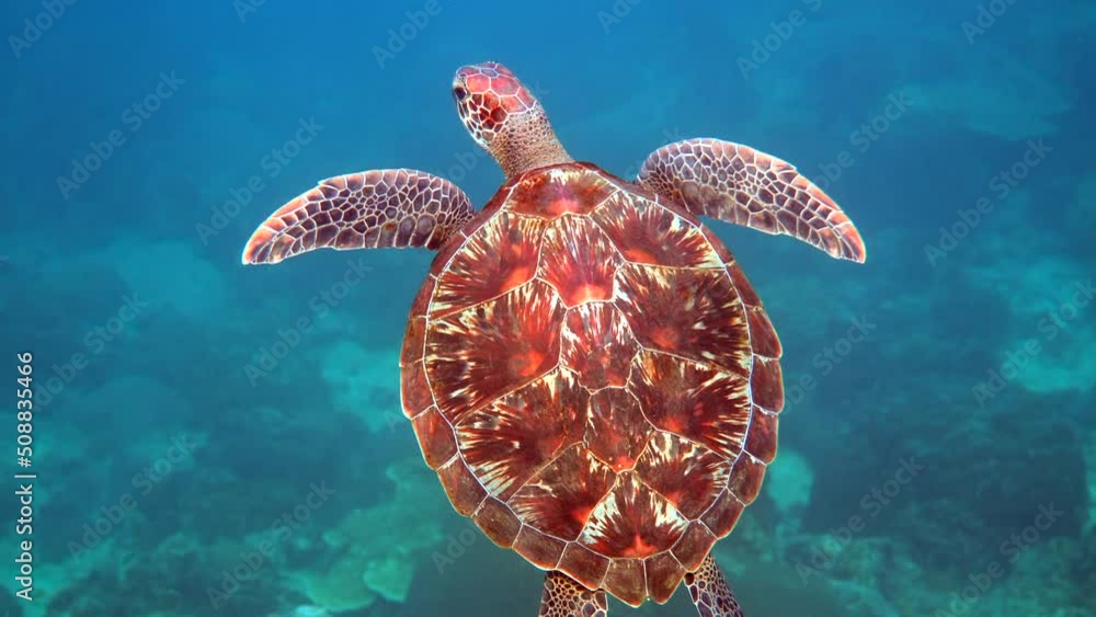 Hawksbill sea turtle glides in blue ocean while diving and snorkeling ...