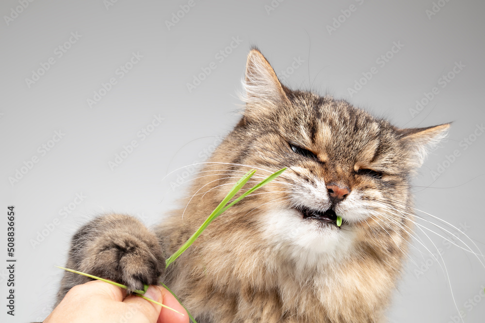 Cat with cat grass in mouth on gray background. Fluffy tabby cat ...