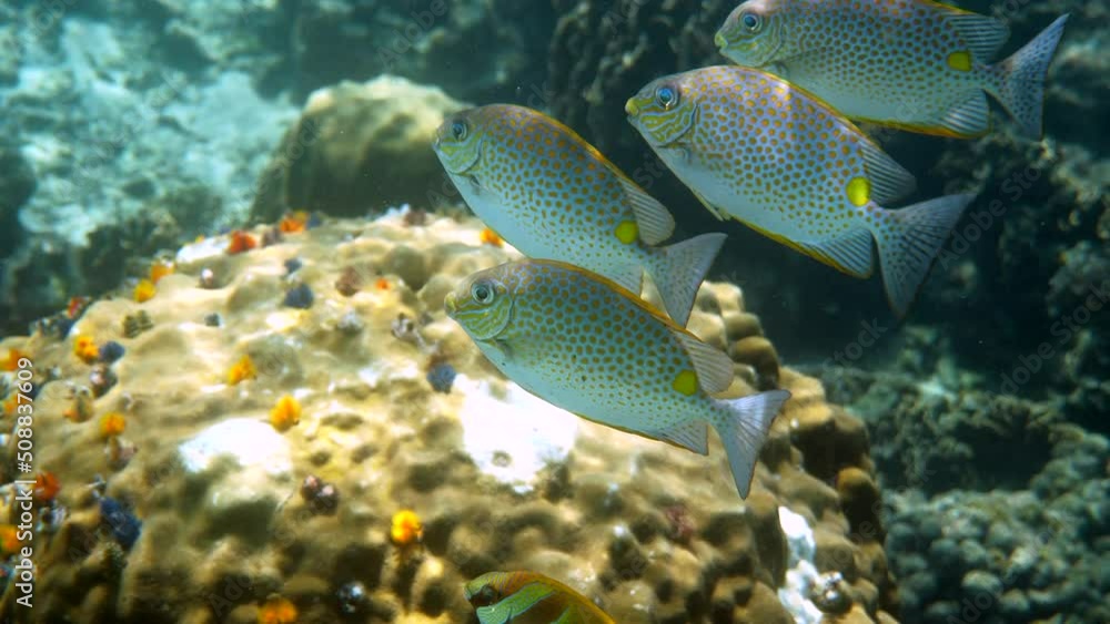 Underwater video of golden rabbitfish or Siganus guttatus school in ...