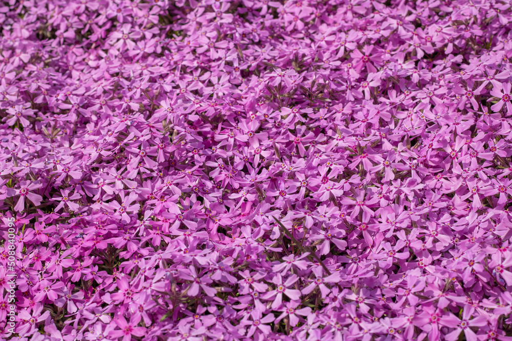 Phlox subulate flowers in the garden. Blooming creeping moss for ...